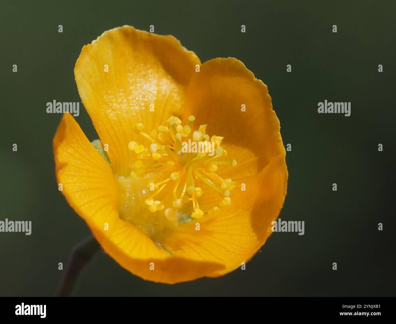 Indian Mallow (Abutilon indicum Stock Photo - Alamy