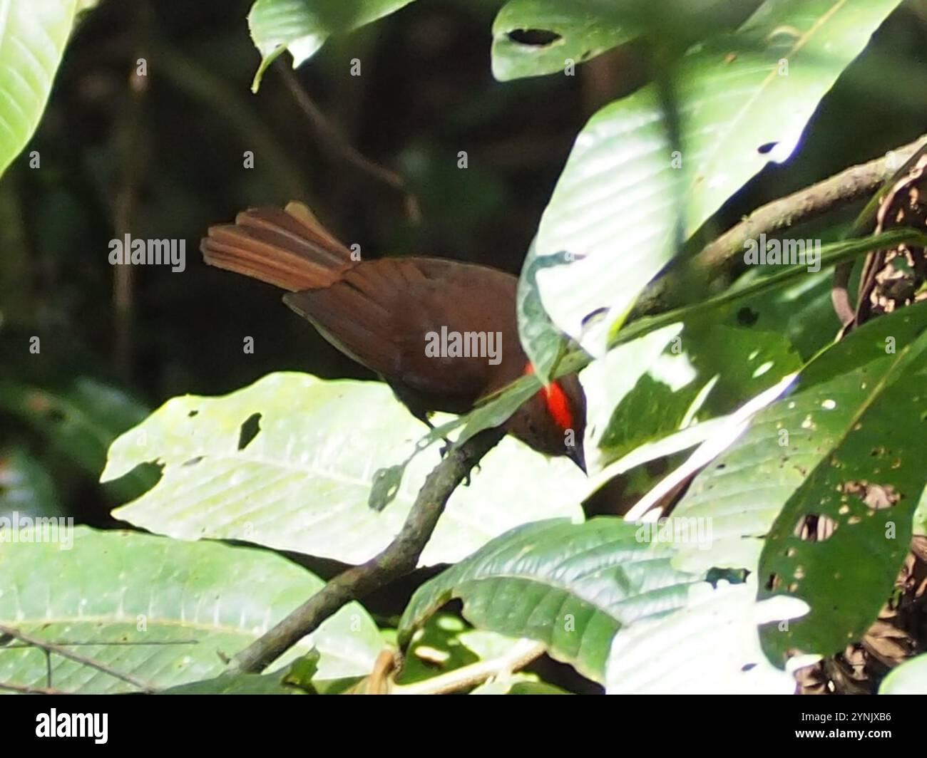 Red-crowned Ant-Tanager (Habia rubica Stock Photo - Alamy