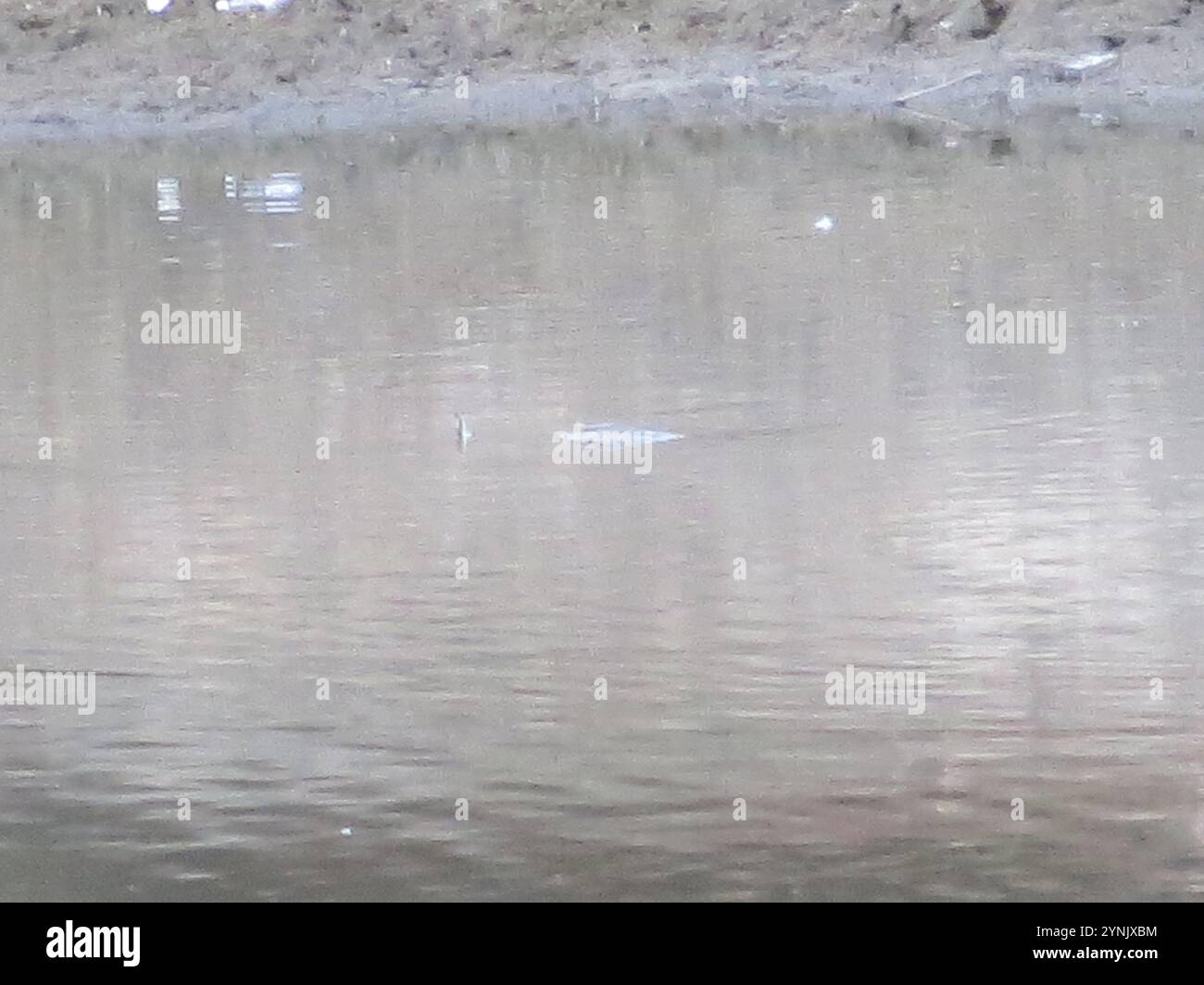 Ray-finned Fishes (Actinopterygii Stock Photo - Alamy
