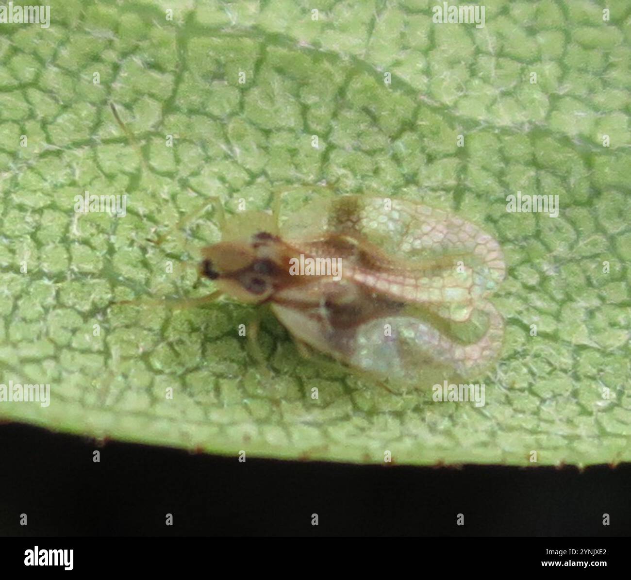 Rhododendron Lace Bug (Stephanitis rhododendri Stock Photo - Alamy
