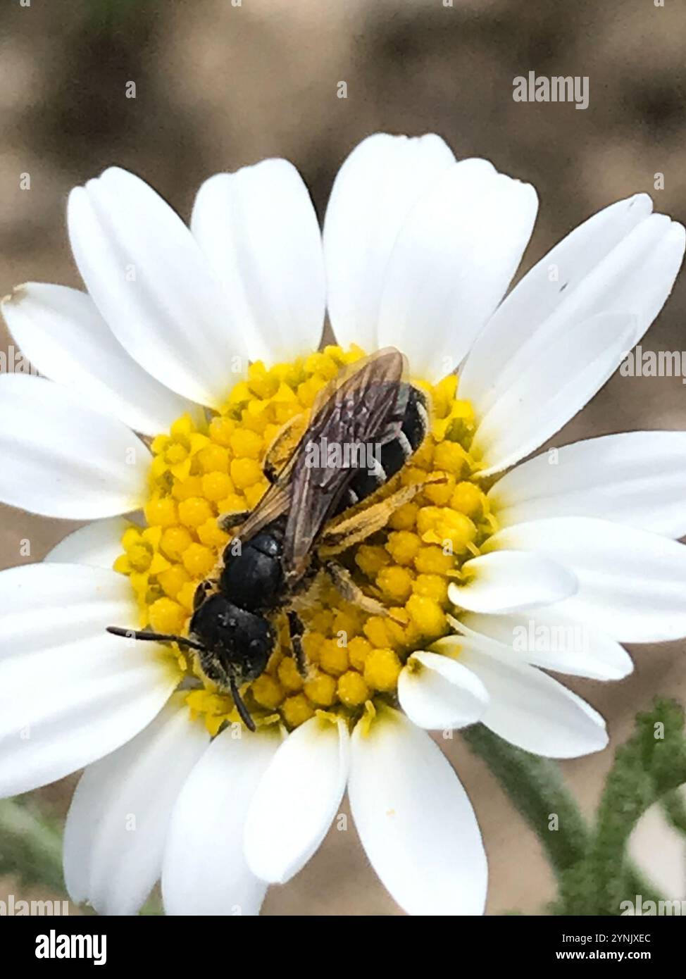Box-headed Furrow Bee (Halictus maculatus Stock Photo - Alamy
