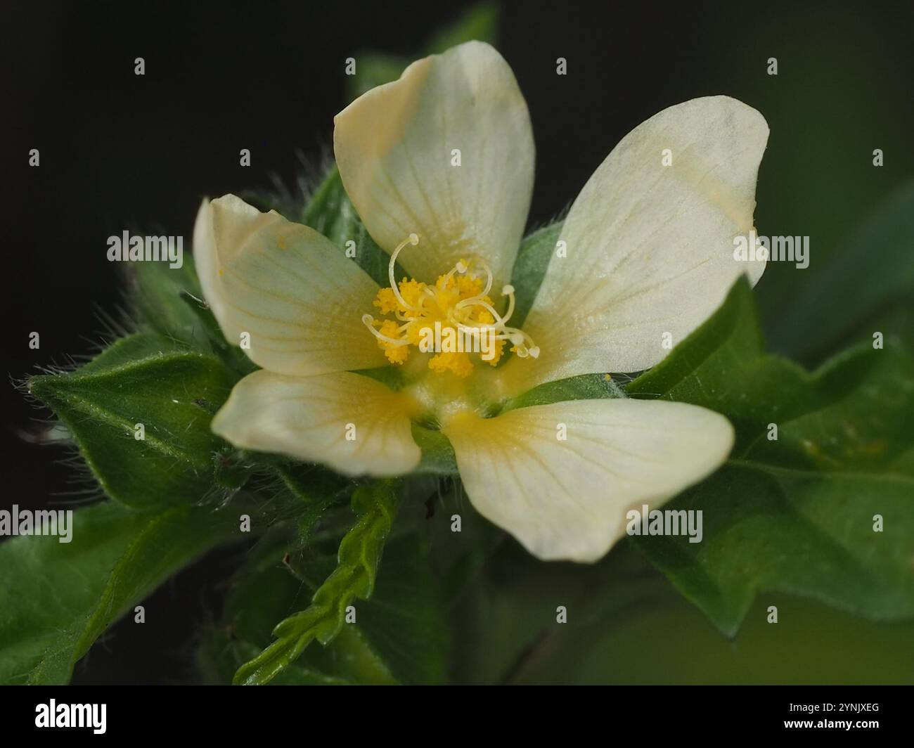 three-lobe false mallow (Malvastrum coromandelianum Stock Photo - Alamy