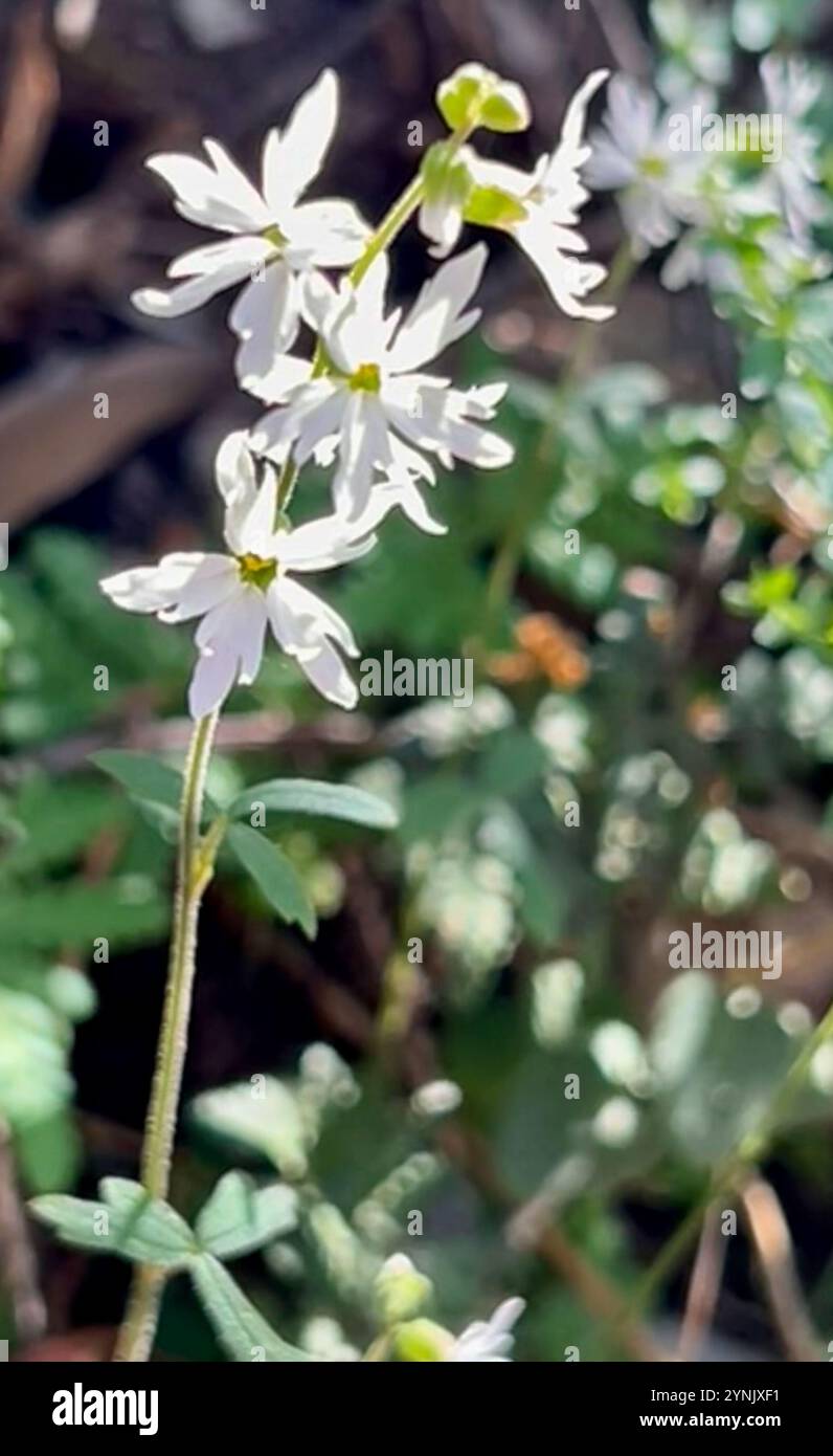 hillside woodland star (Lithophragma heterophyllum Stock Photo - Alamy