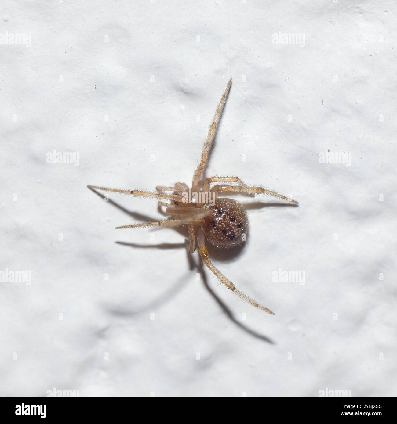 Typical Cobweb Spiders (Theridion Stock Photo - Alamy