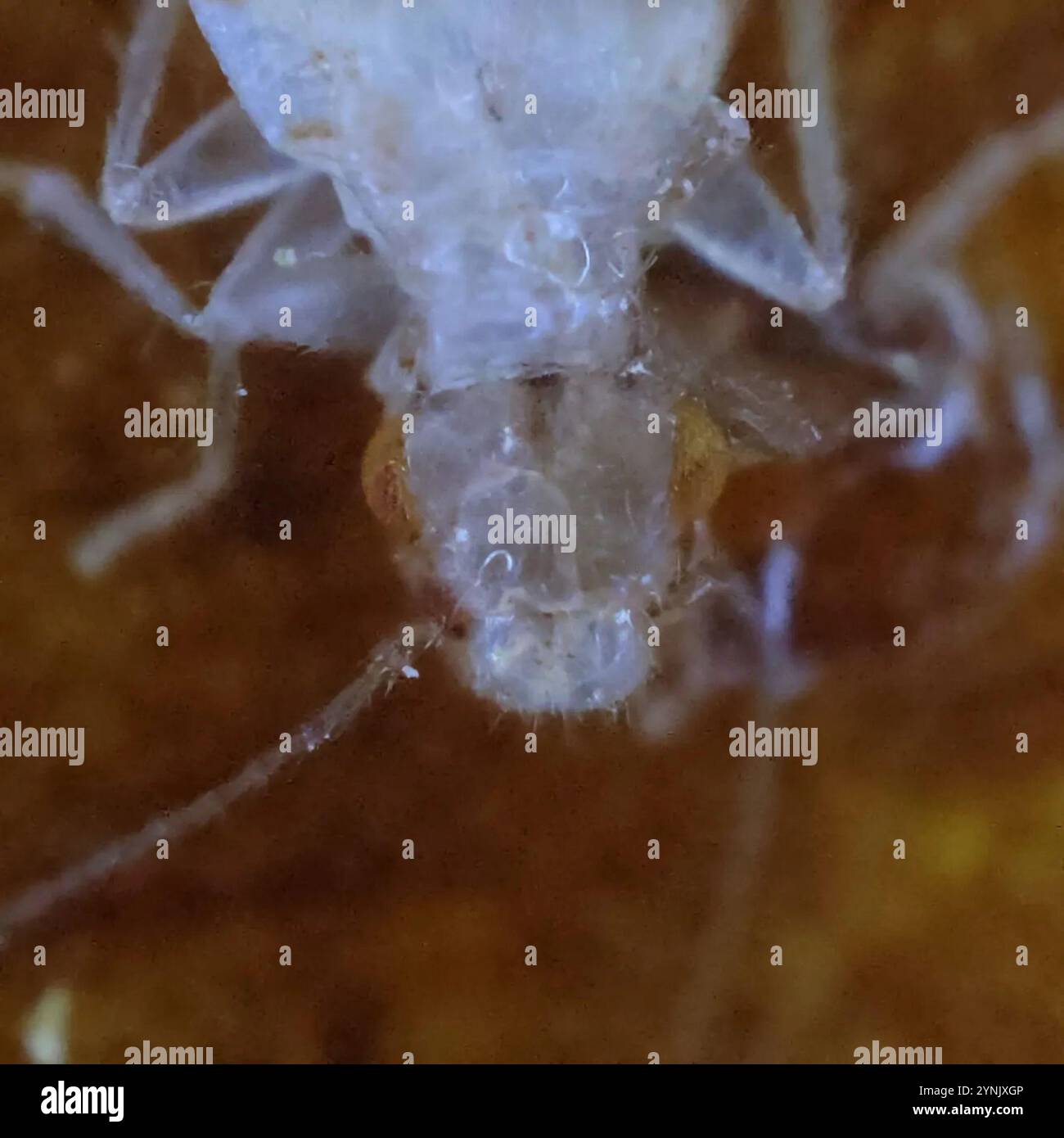 Trogium pulsatorium hi-res stock photography and images - Alamy
