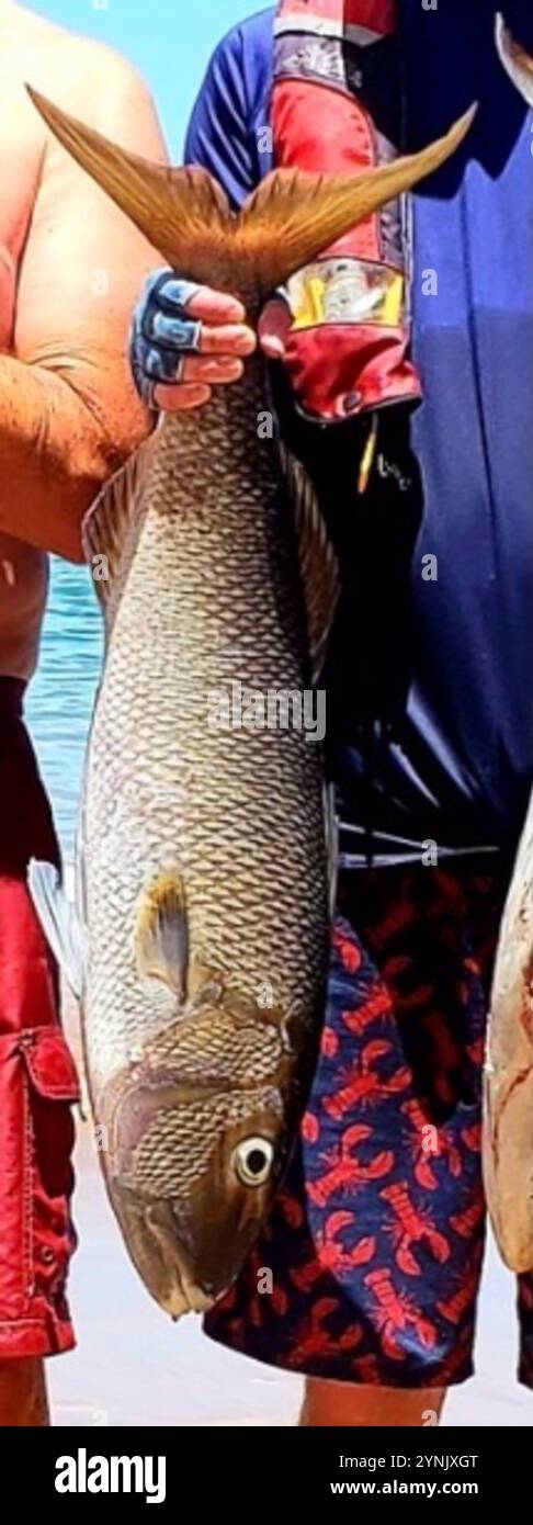 Jobfish hi-res stock photography and images - Alamy