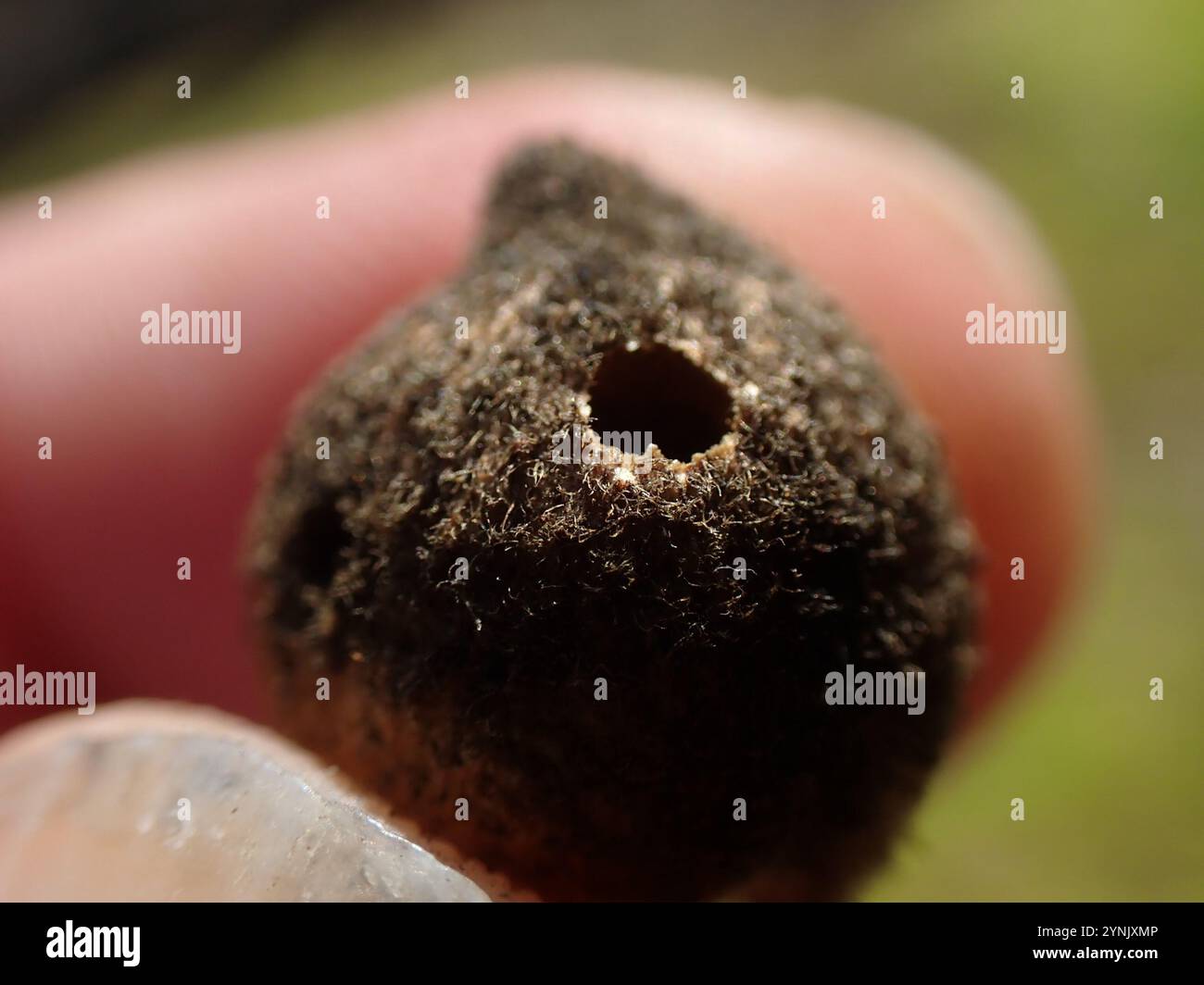Dried Peach Gall Wasp (Disholcaspis simulata Stock Photo - Alamy