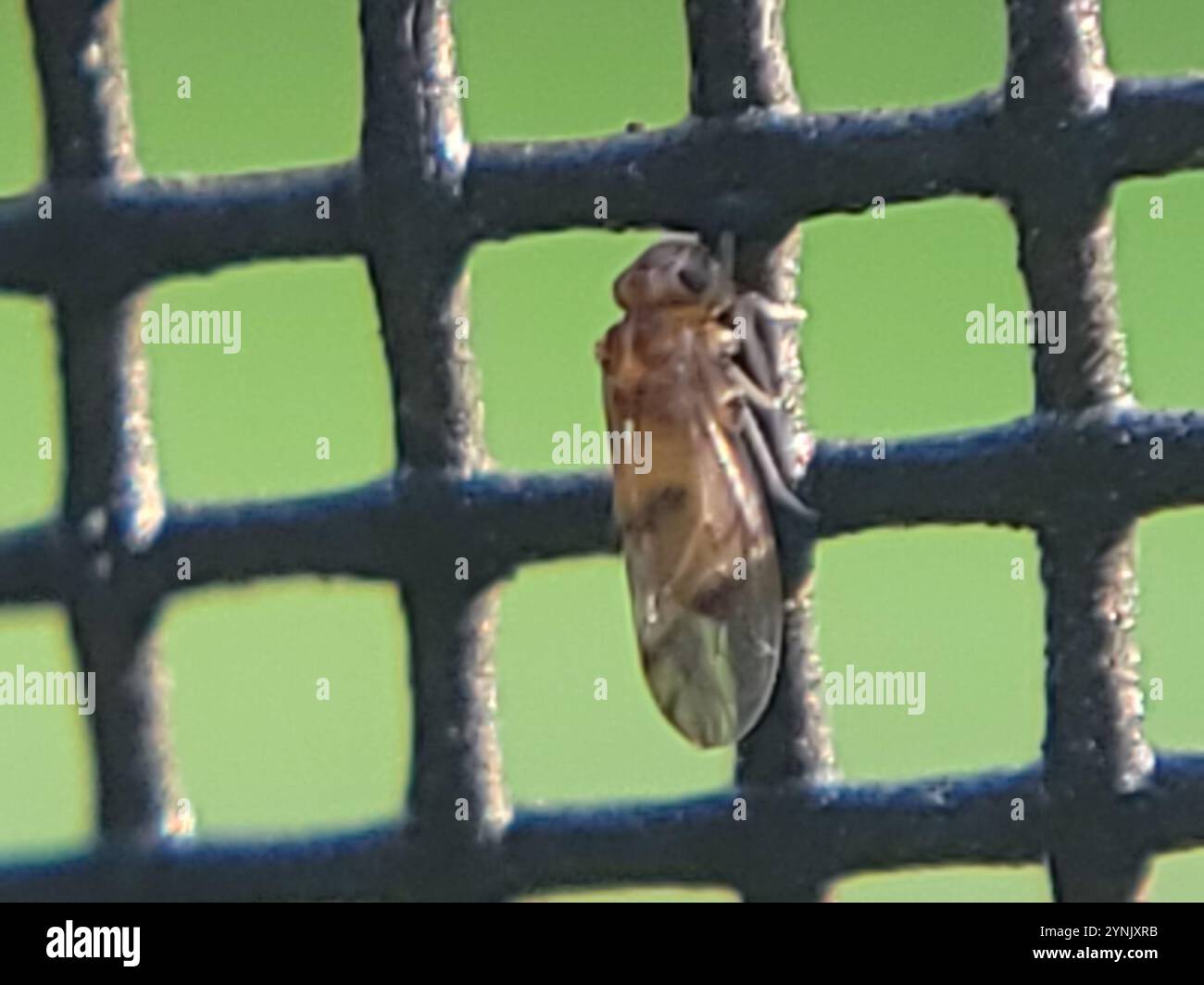 Barklice, Booklice, and Parasitic Lice (Psocodea Stock Photo - Alamy
