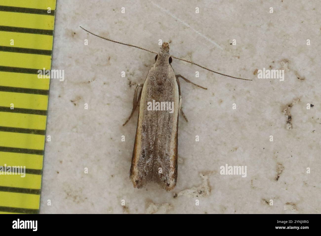 Soybean webworm hi-res stock photography and images - Alamy