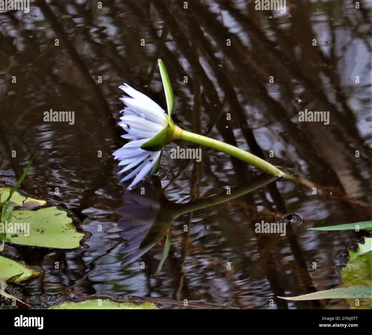 Blue Water Lily (Nymphaea nouchali caerulea Stock Photo - Alamy