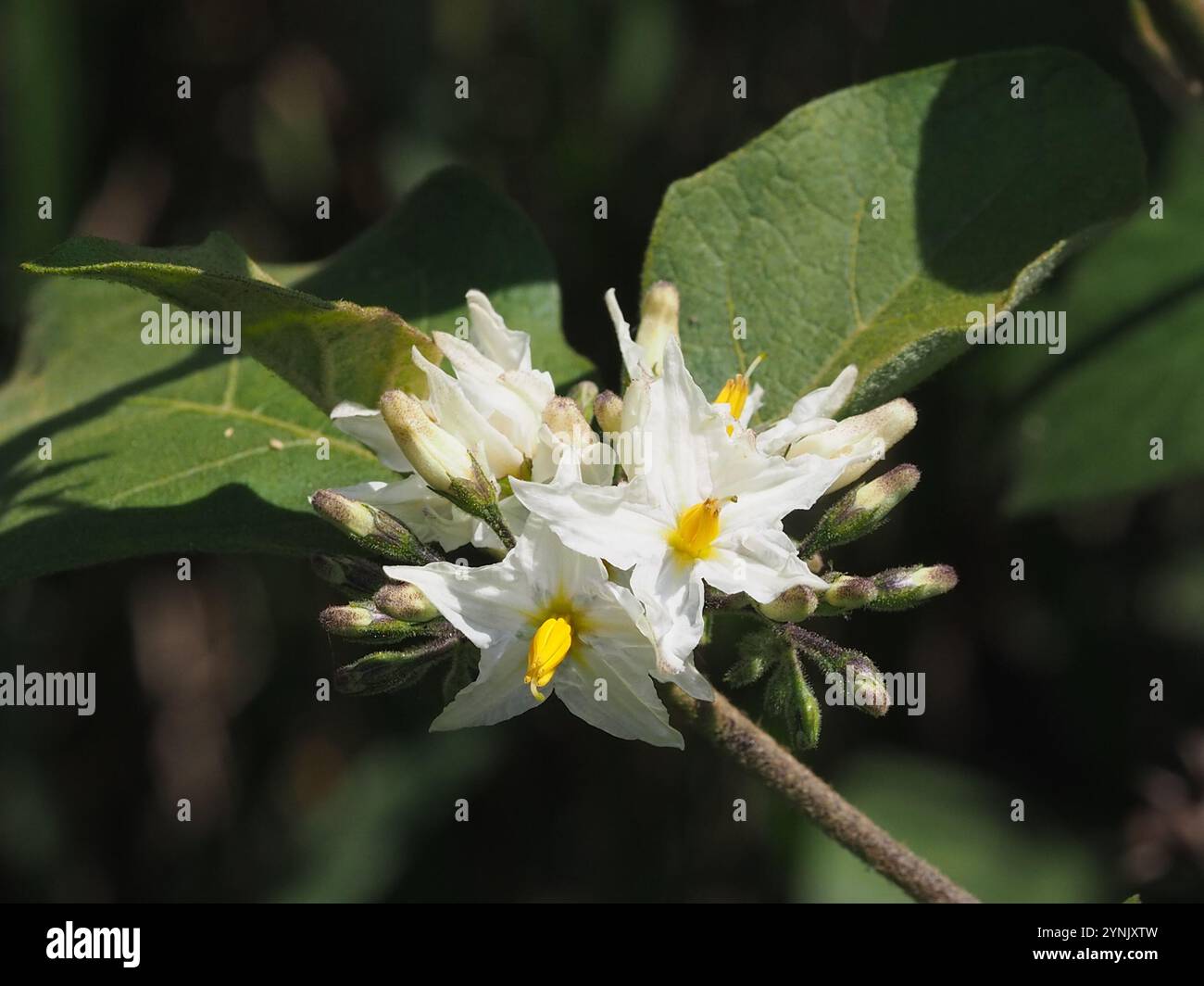 Turkey Berry (Solanum torvum Stock Photo - Alamy