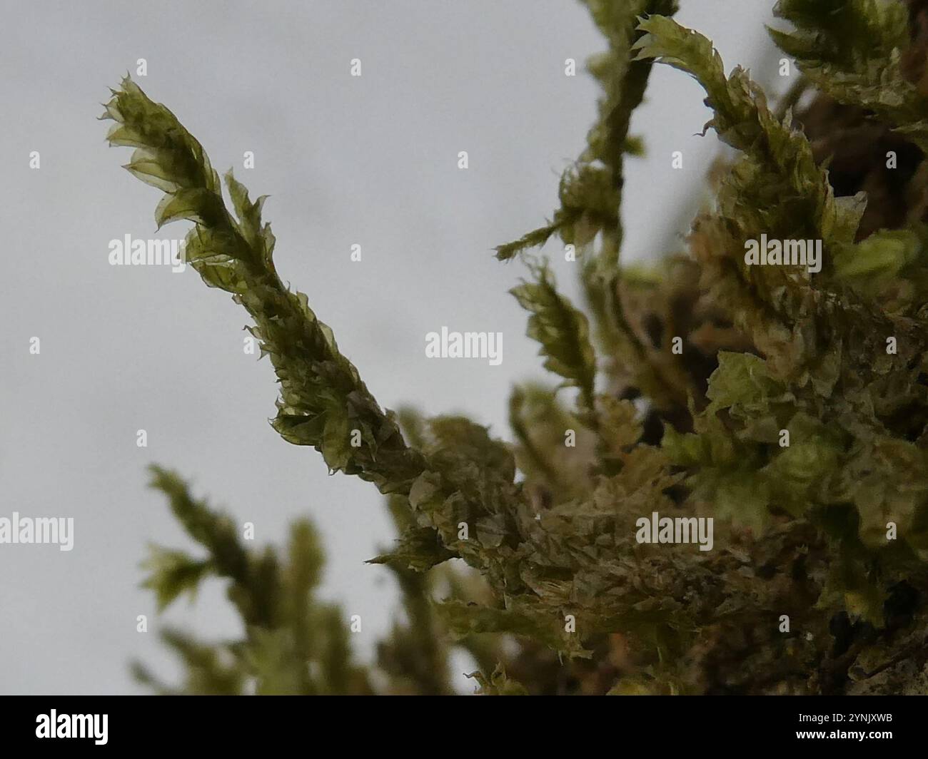 Neckera pennata hi-res stock photography and images - Alamy