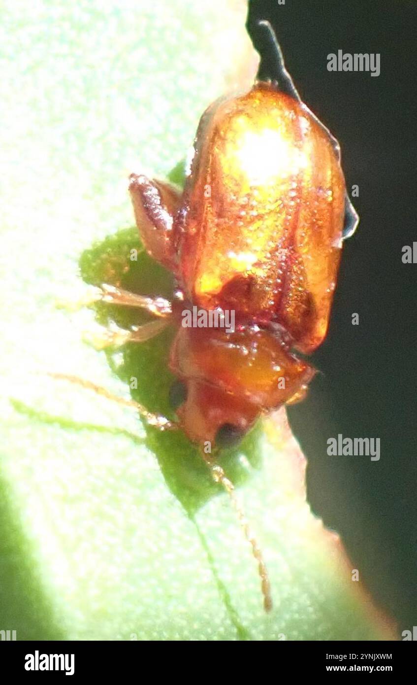 Flea Beetles (Alticini Stock Photo - Alamy