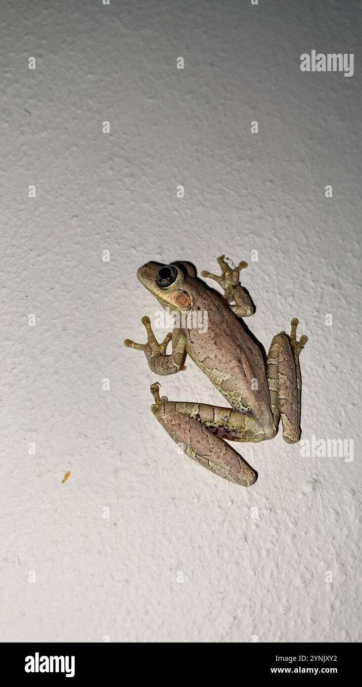 Hispaniolan Common Tree Frog (Osteopilus dominicensis Stock Photo - Alamy