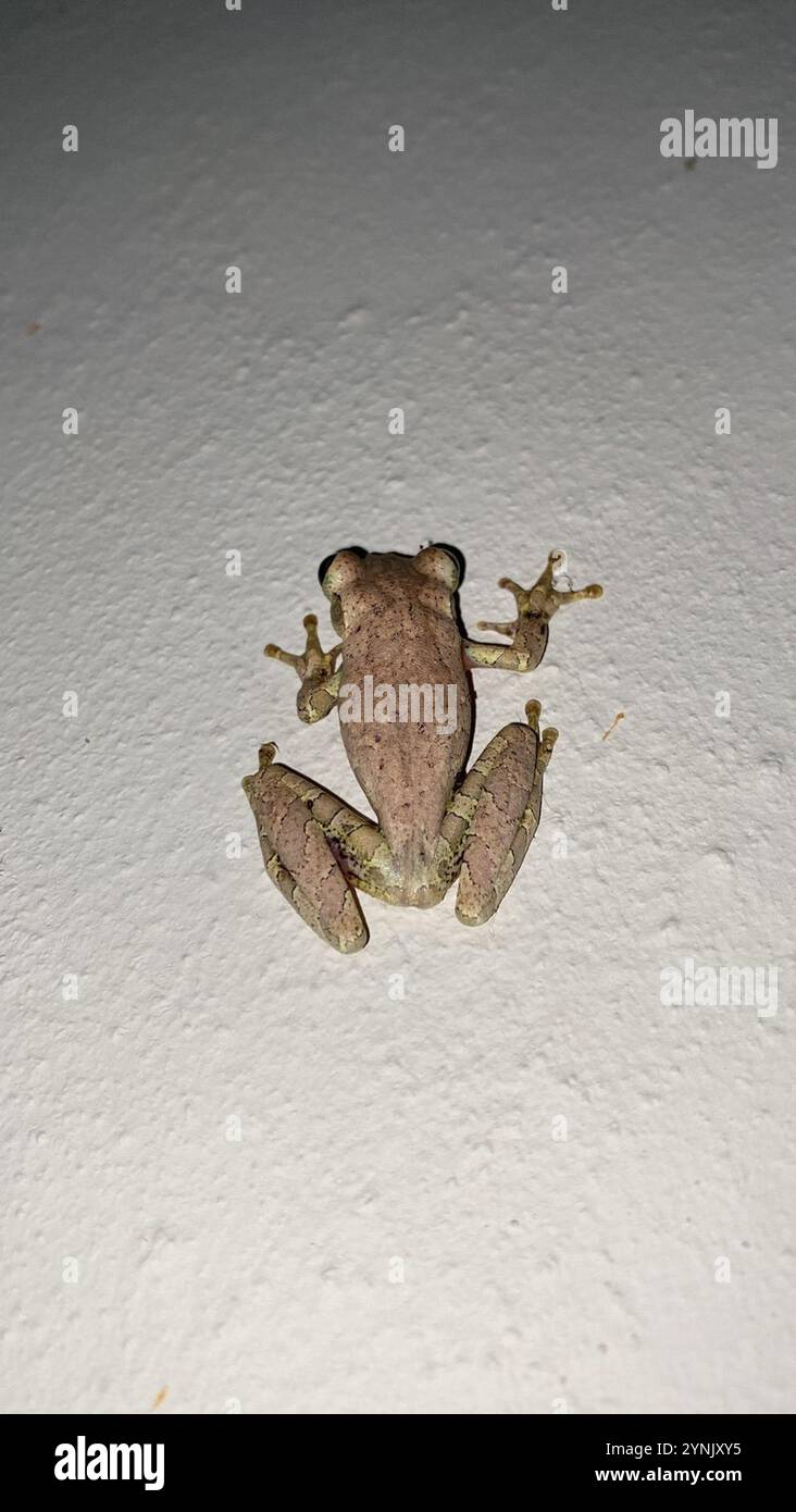 Hispaniolan Common Tree Frog (Osteopilus dominicensis Stock Photo - Alamy