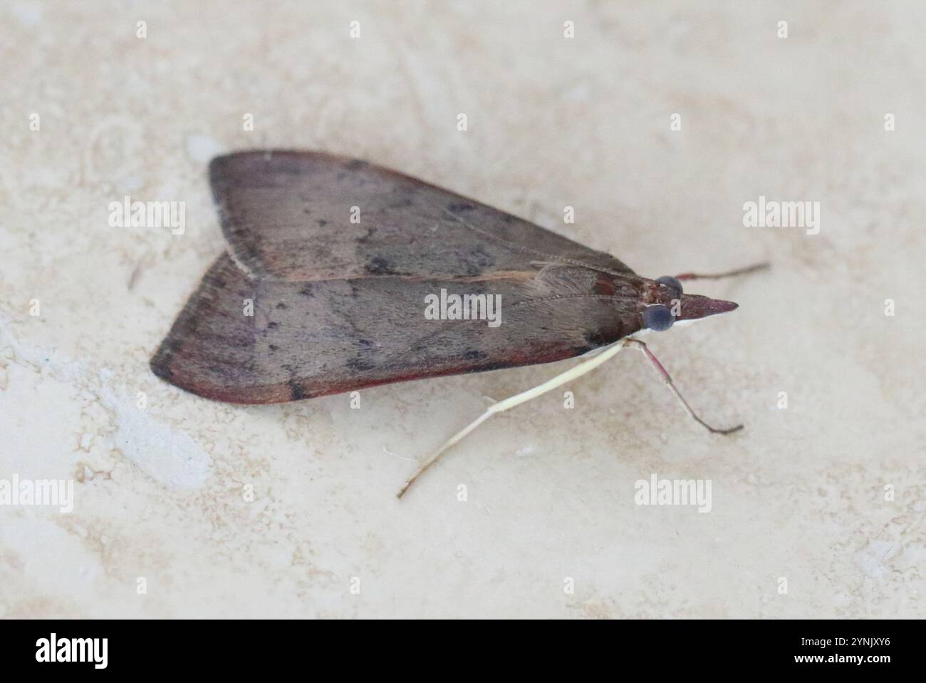 Tree Lucerne Moth (Uresiphita ornithopteralis Stock Photo - Alamy