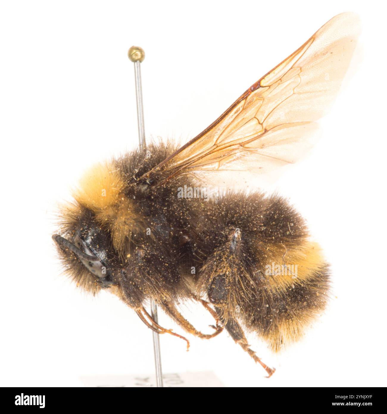 Bombus occidentalis hi-res stock photography and images - Alamy