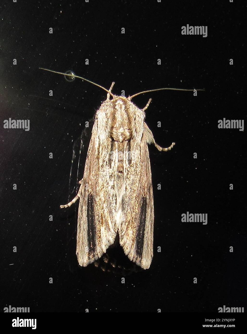 Southern Armyworm Moth (Spodoptera eridania Stock Photo - Alamy