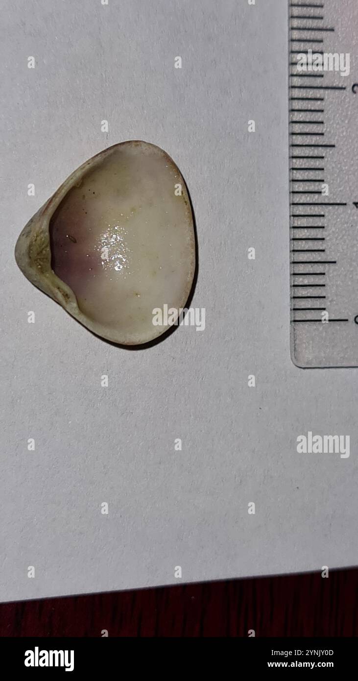 Trigonal Tivela (Tivela mactroides Stock Photo - Alamy