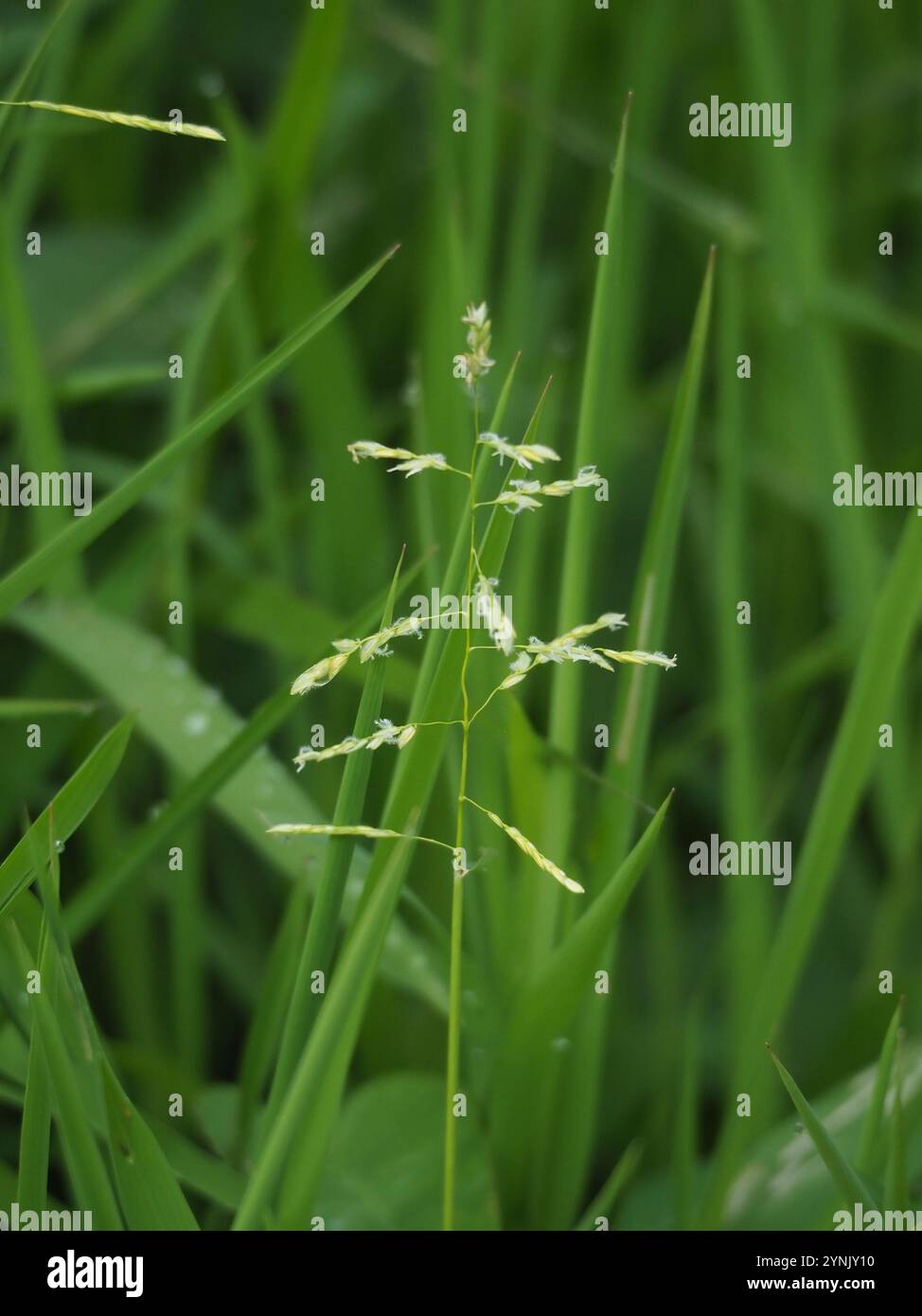 Native rice grass (Leersia hexandra Stock Photo - Alamy