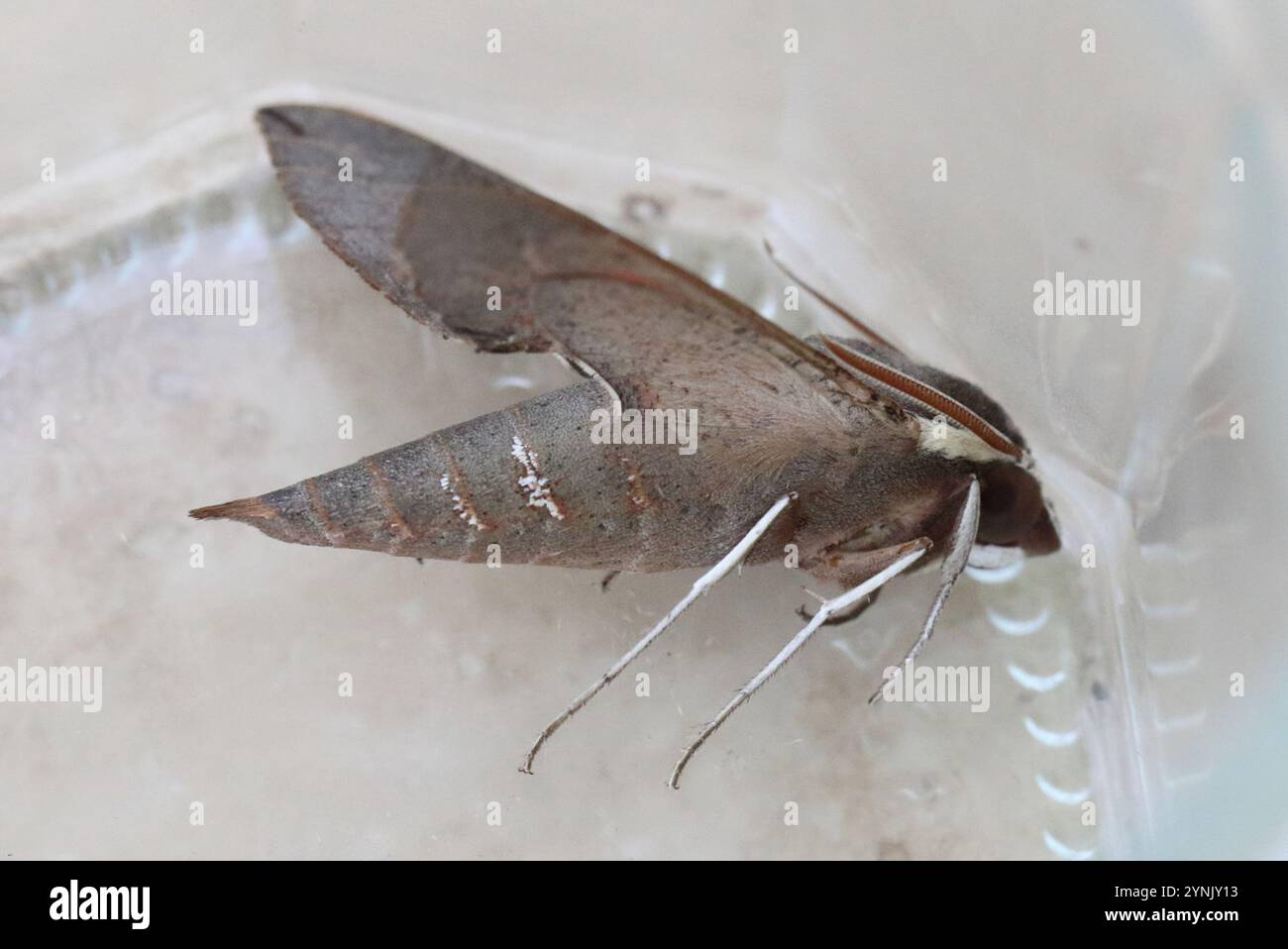 Coprosma Hawk Moth (Hippotion scrofa Stock Photo - Alamy