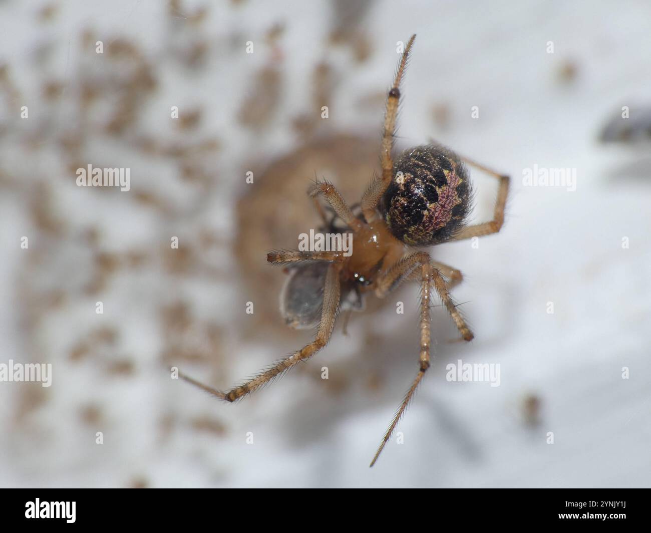 Typical Cobweb Spiders (Theridion Stock Photo - Alamy