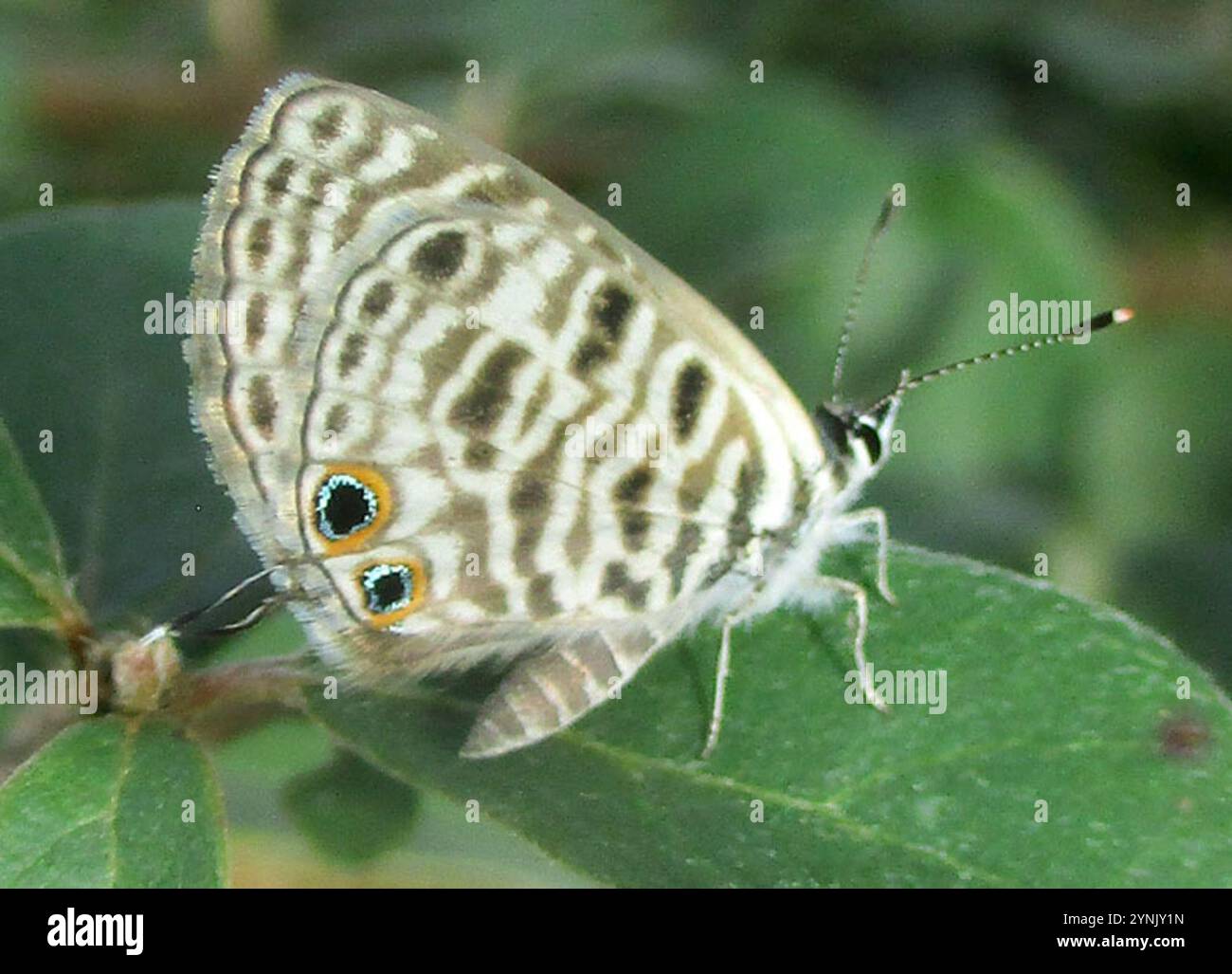 Common Blue Complex (Leptotes pirithous Stock Photo - Alamy