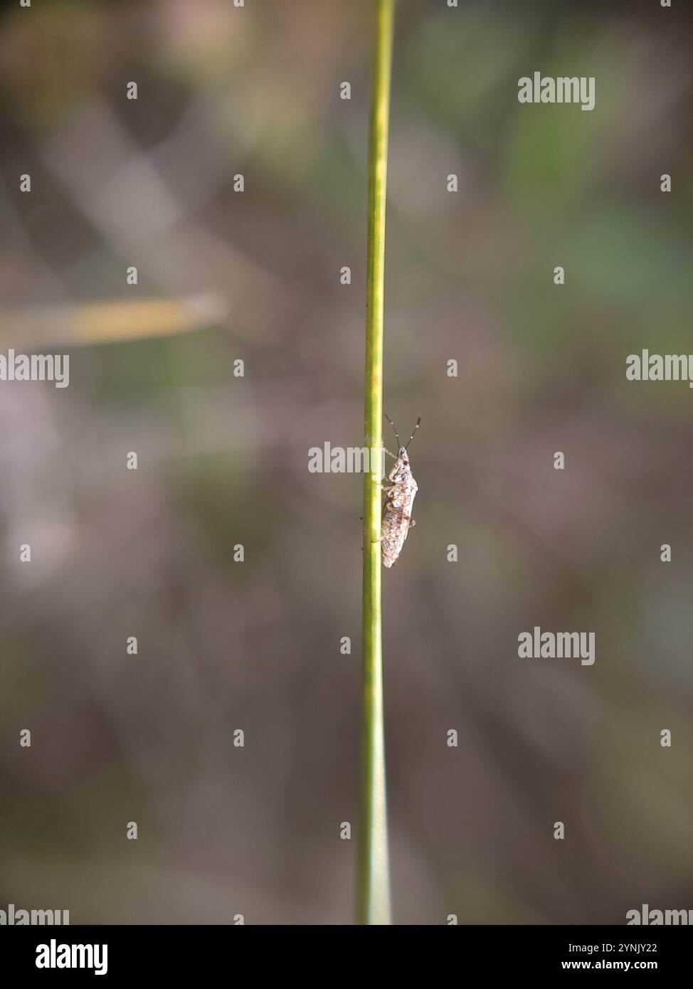 True Bugs (Heteroptera Stock Photo - Alamy