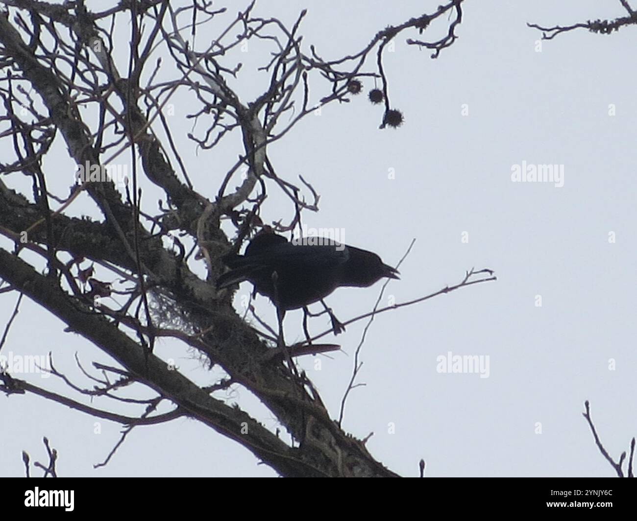 American Crow (Corvus brachyrhynchos Stock Photo - Alamy