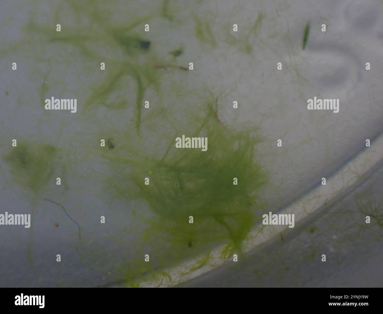 Ulothrix hi-res stock photography and images - Alamy