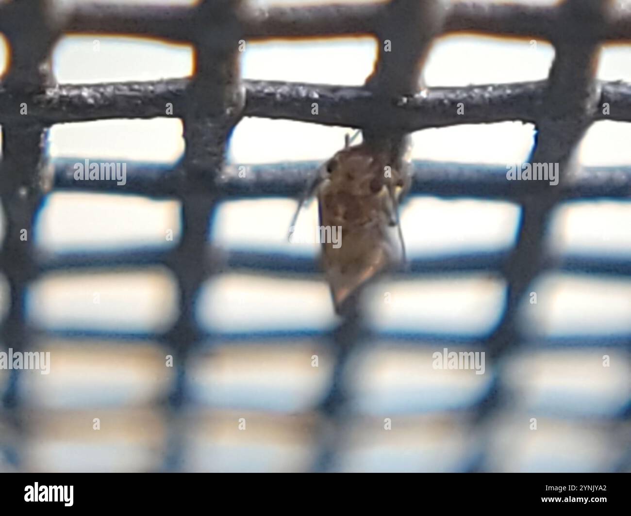 Barklice, Booklice, and Parasitic Lice (Psocodea Stock Photo - Alamy