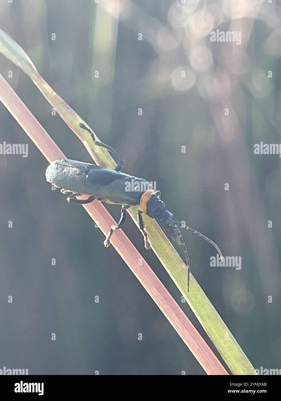 Plague Soldier Beetle (Chauliognathus lugubris Stock Photo - Alamy