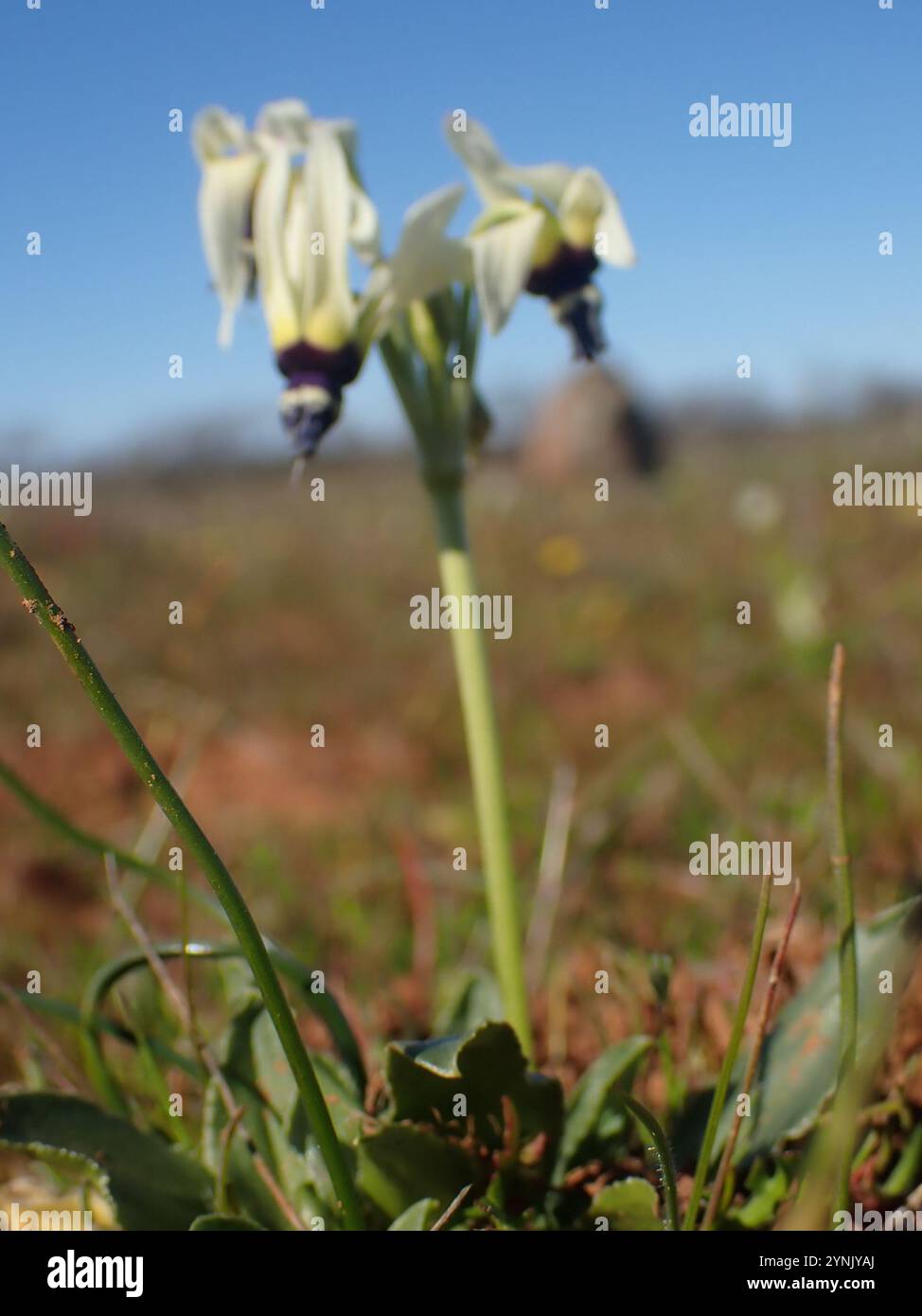 Padre's Shooting Star (Primula clevelandii Stock Photo - Alamy