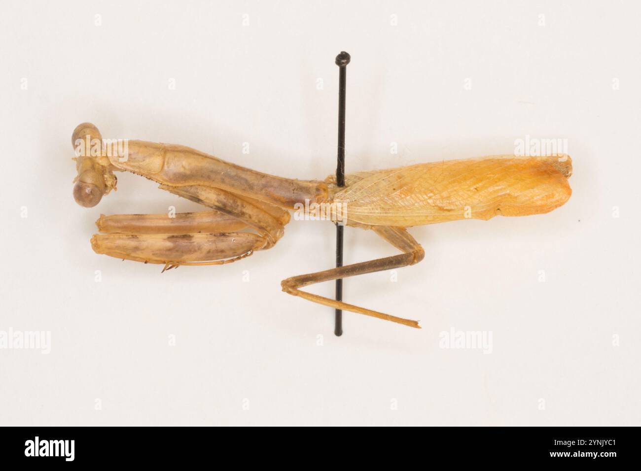 California mantis hi-res stock photography and images - Alamy