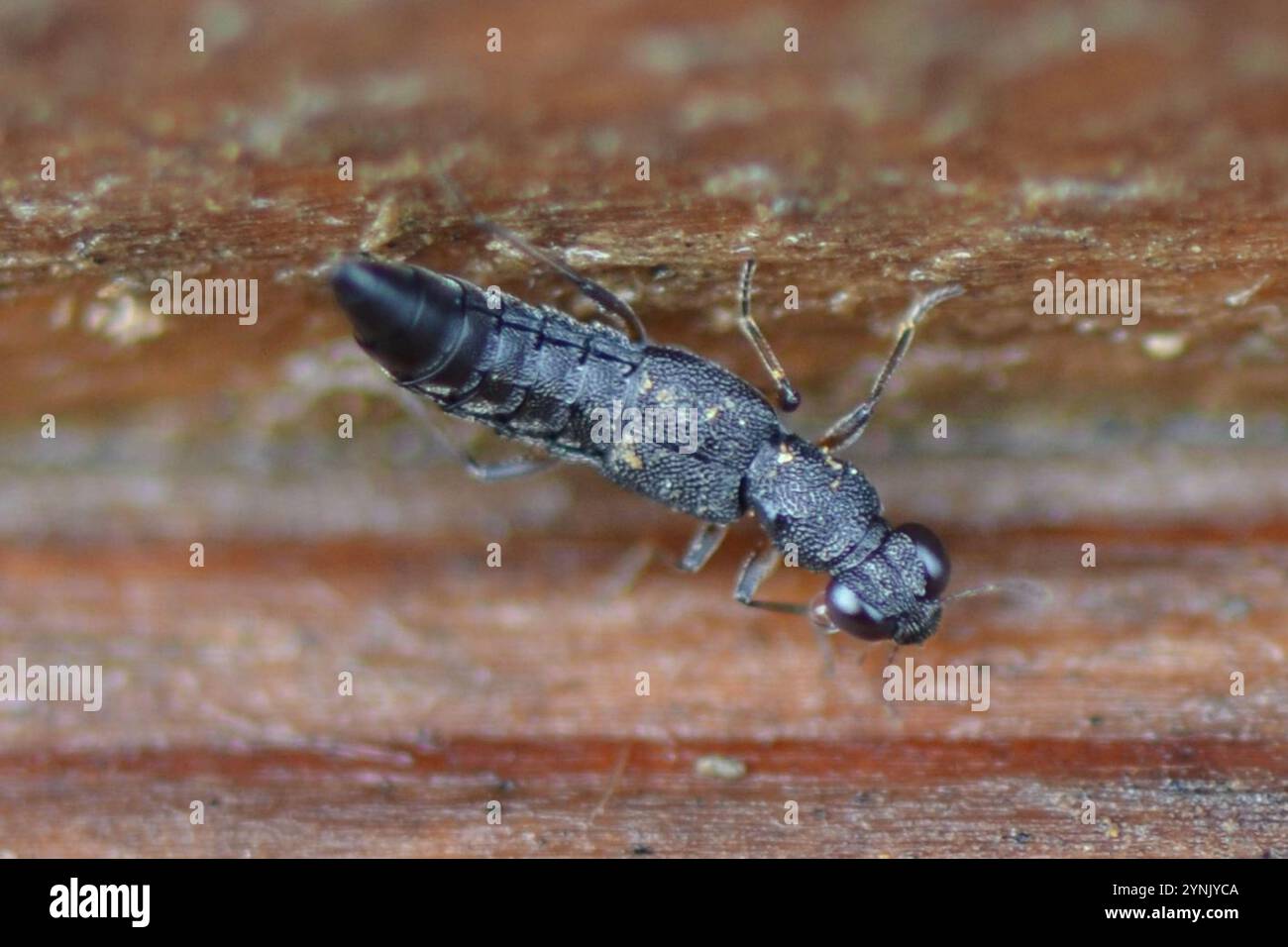 Stenus hi-res stock photography and images - Alamy