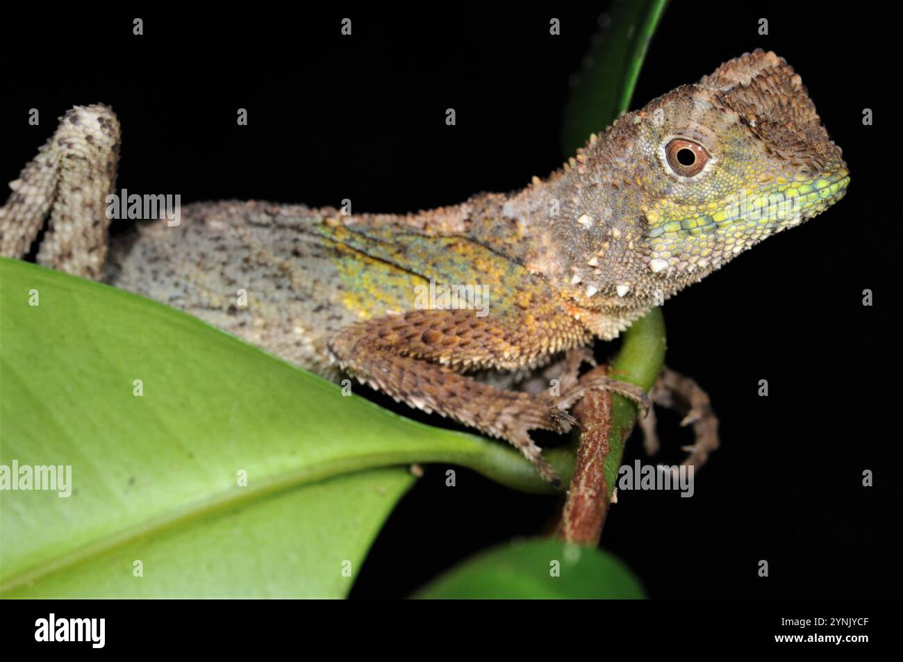 Eyebrow lizard hi-res stock photography and images - Alamy