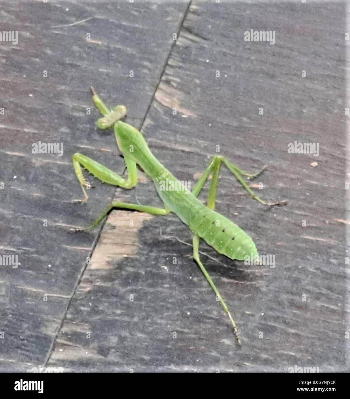 Flag Mantis (Polyspilota aeruginosa Stock Photo - Alamy