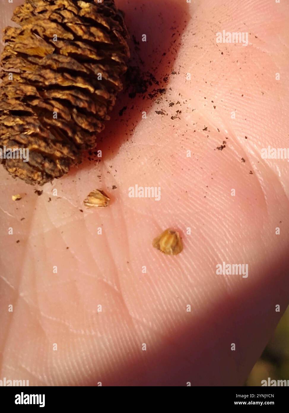 Red Alder (Alnus rubra Stock Photo - Alamy