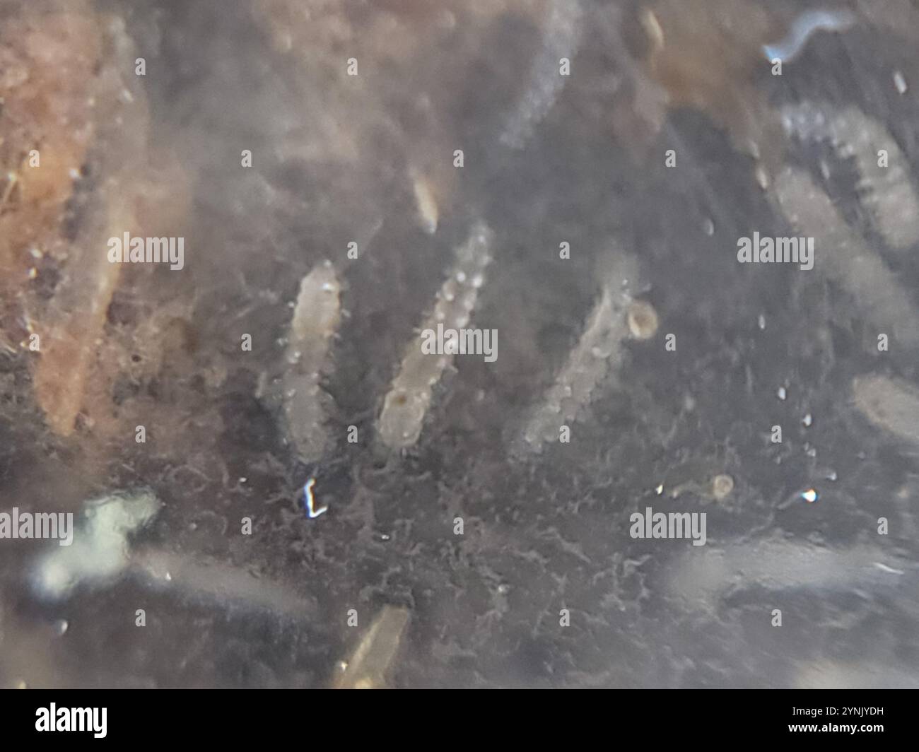 Biting Midges (Ceratopogonidae Stock Photo - Alamy