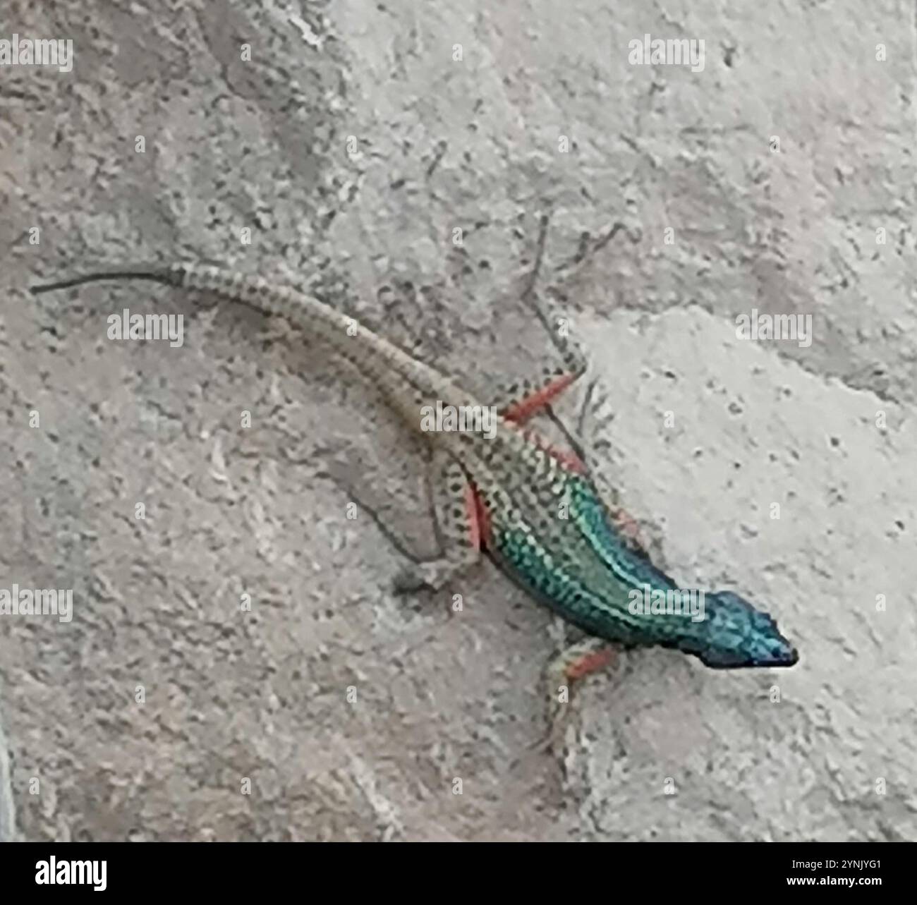 Augrabies flat lizard (Platysaurus broadleyi Stock Photo - Alamy