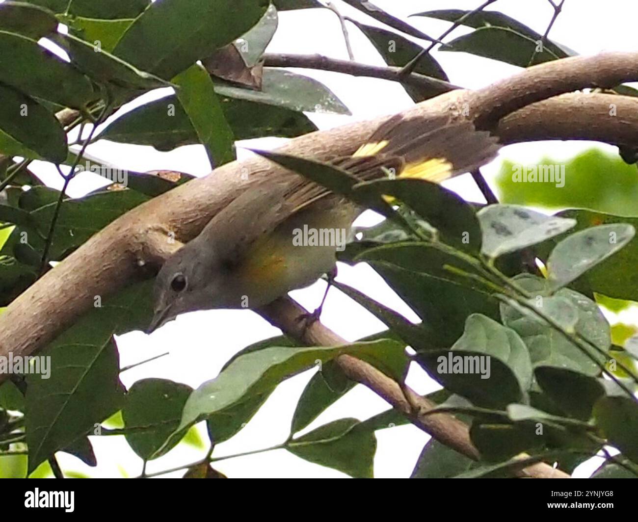 American Redstart (Setophaga ruticilla Stock Photo - Alamy