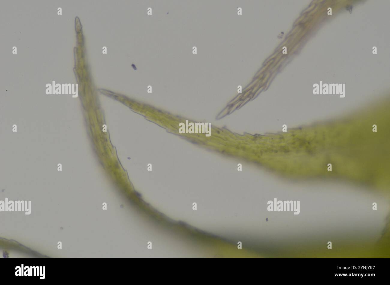 Whipple's claopodium moss (Claopodium whippleanum Stock Photo - Alamy