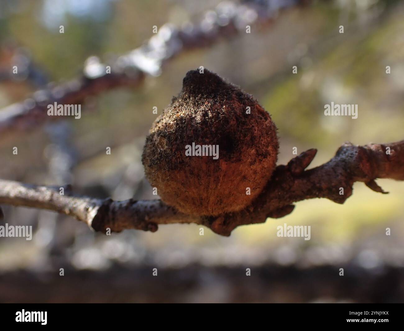 Dried Peach Gall Wasp (Disholcaspis simulata Stock Photo - Alamy