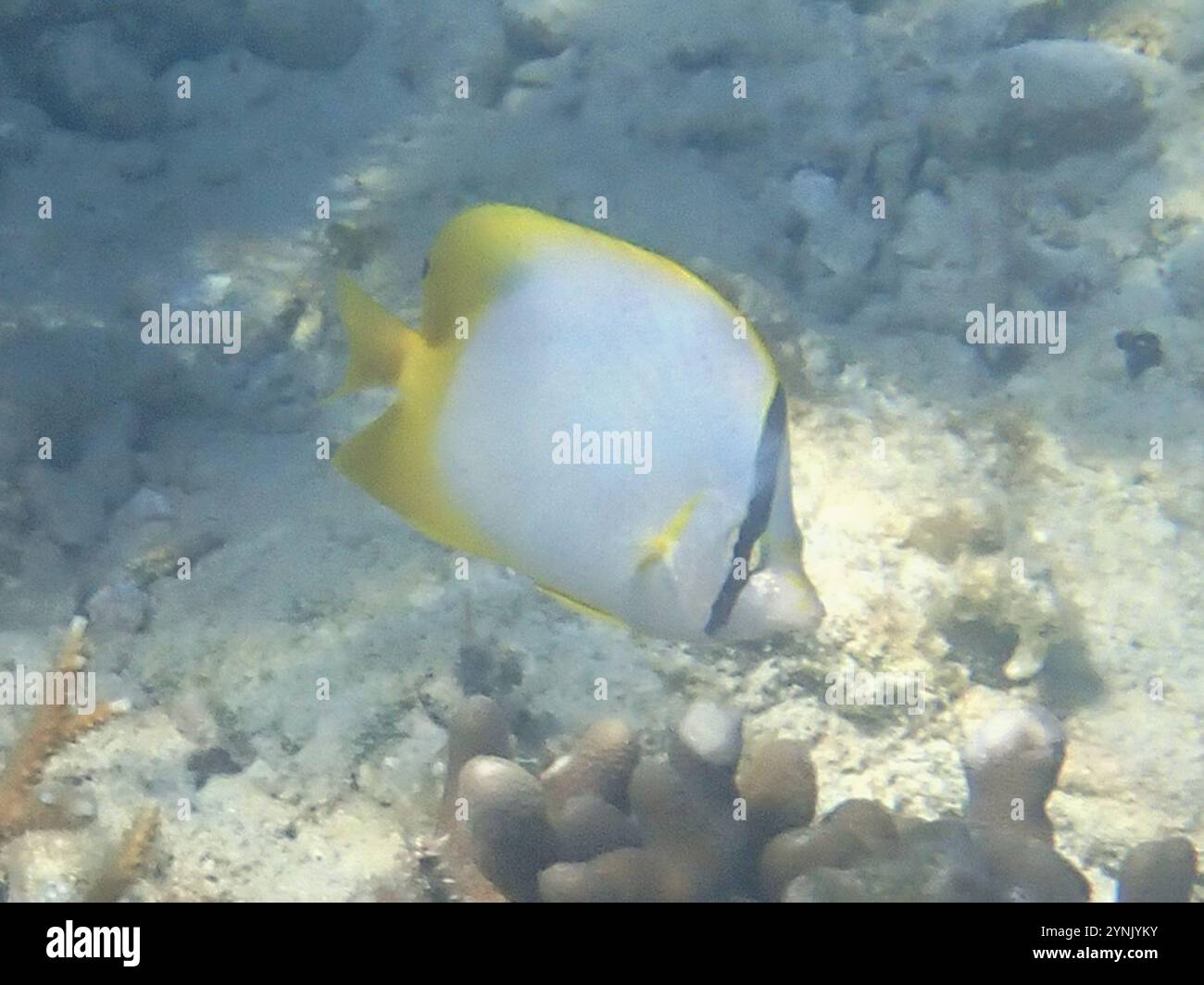 Spotfin Butterflyfish (Chaetodon ocellatus Stock Photo - Alamy