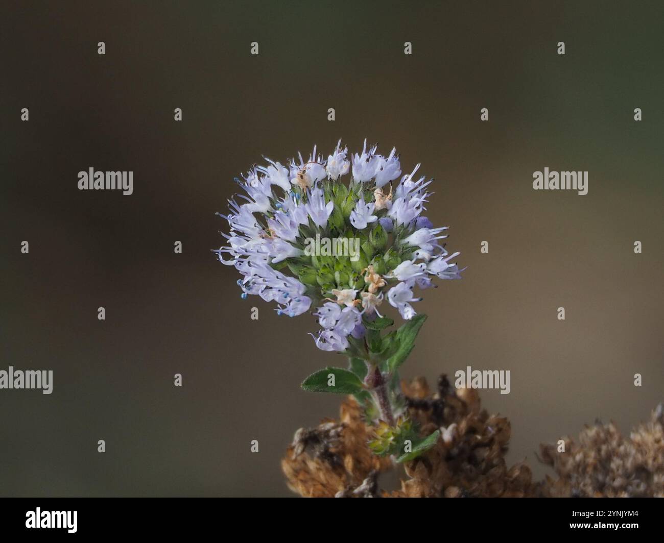 Common Bluebeard (Caryopteris incana Stock Photo - Alamy