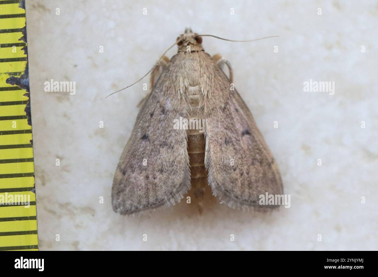 Grass Webworm Moth (Herpetogramma licarsisalis Stock Photo - Alamy