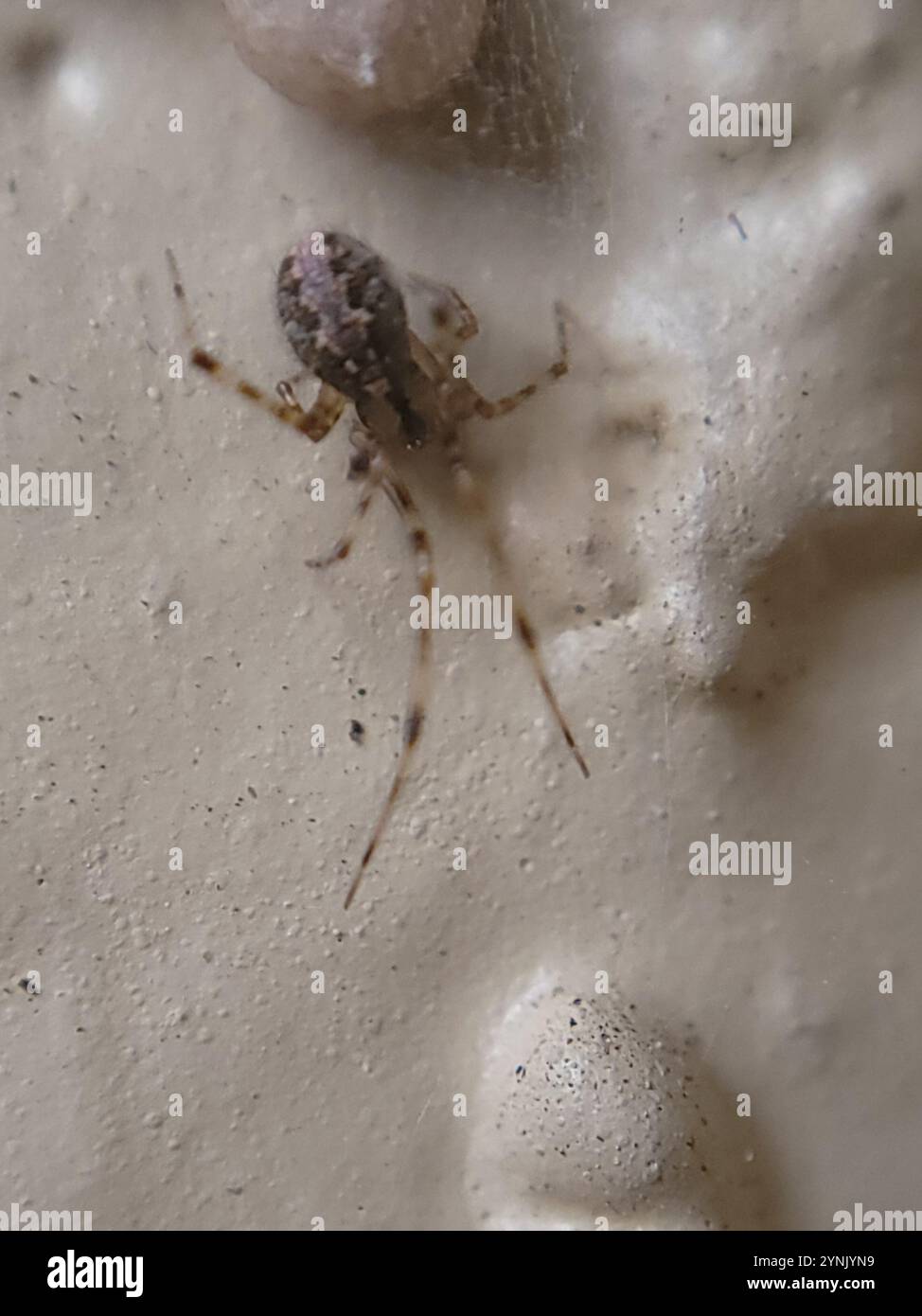 Comb-footed Spiders (Theridiidae Stock Photo - Alamy