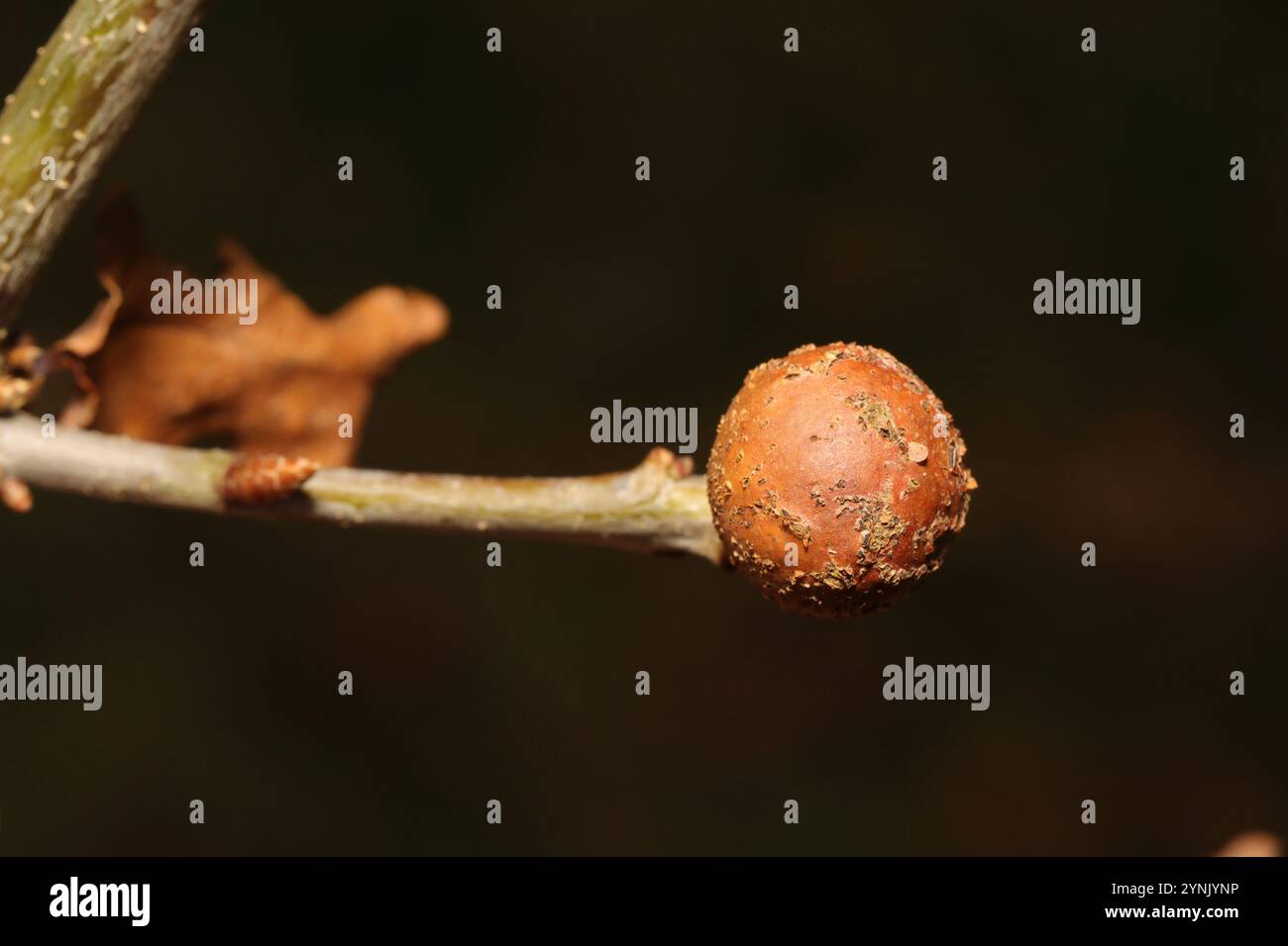 Oak Marble Gall Wasp (Andricus kollari Stock Photo - Alamy