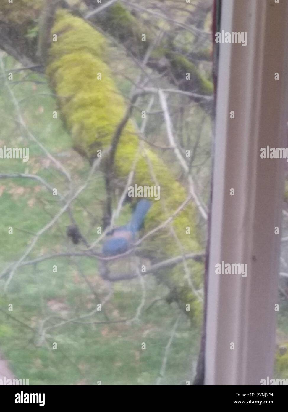 California Scrub-Jay (Aphelocoma californica Stock Photo - Alamy