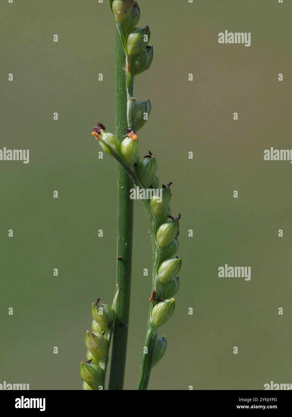 Watercrown hi-res stock photography and images - Alamy